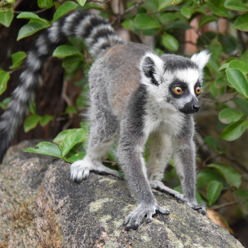Anja Community Reserve, Madagascar - Anne Travel Foodie