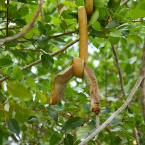 Isalo National Park, Madagascar - Anne Travel Foodie