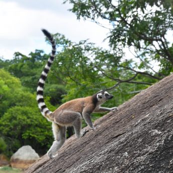 Anja Community Reserve, Madagascar - Anne Travel Foodie