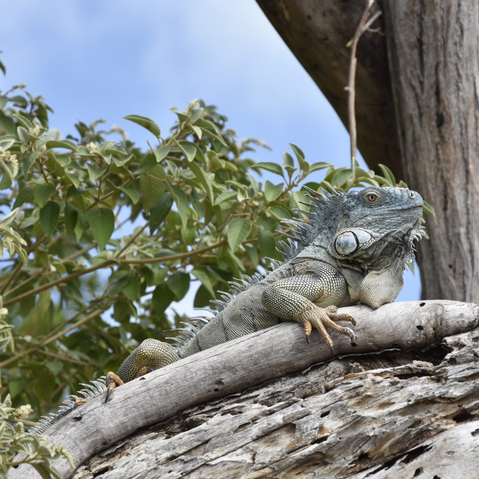 Top Sights and Activities on Sint Maarten and Saint Martin - Anne ...
