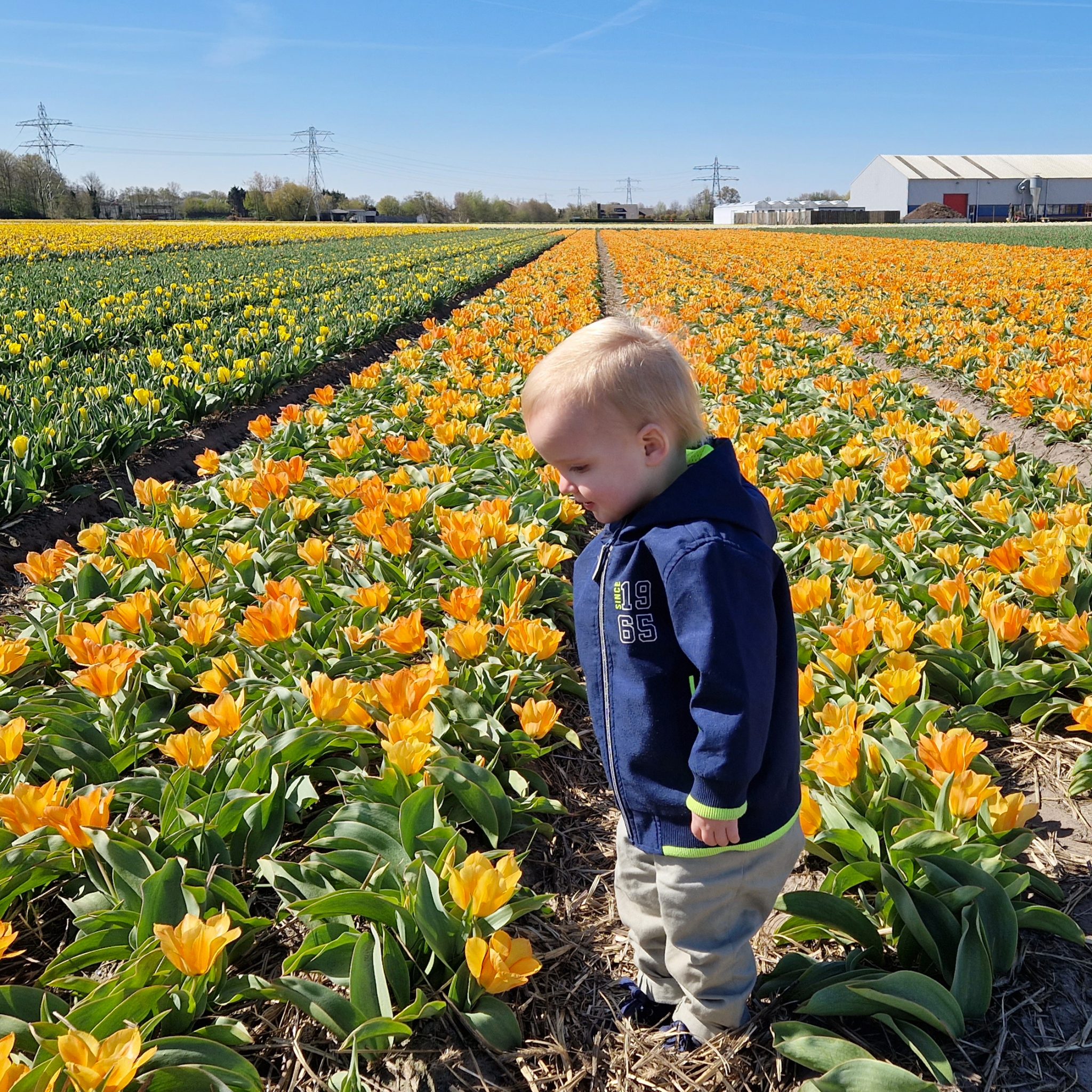 The Complete Guide to visiting the Flower Fields in the Netherlands ...